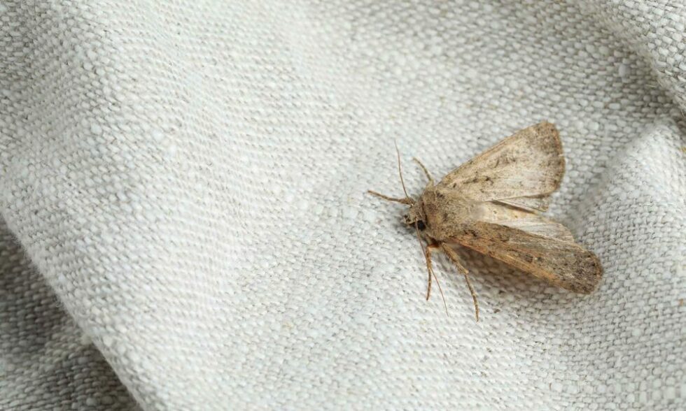 Les mites, les reconnaitre et s’en débarrasser naturellement.